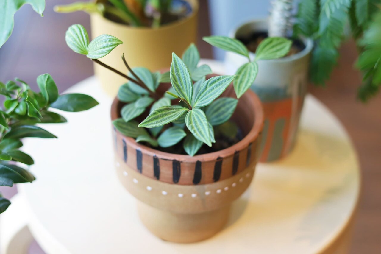 観葉植物は、“緑色のインテリア”。私たちにもたらす効果とは？｜ZOOM LIFE