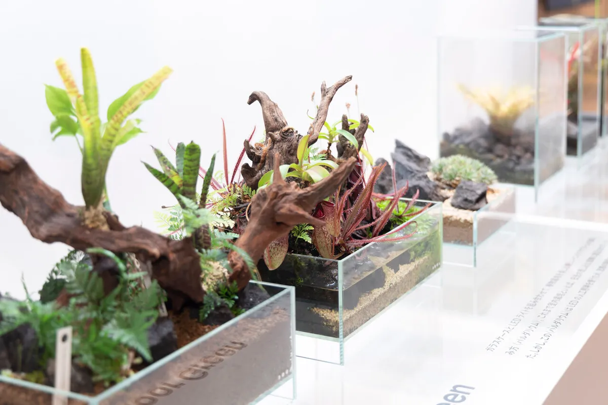 美しい植物を飾り、愛でる。癒しの箱庭ADAの「DOOA」｜ZOOM LIFE