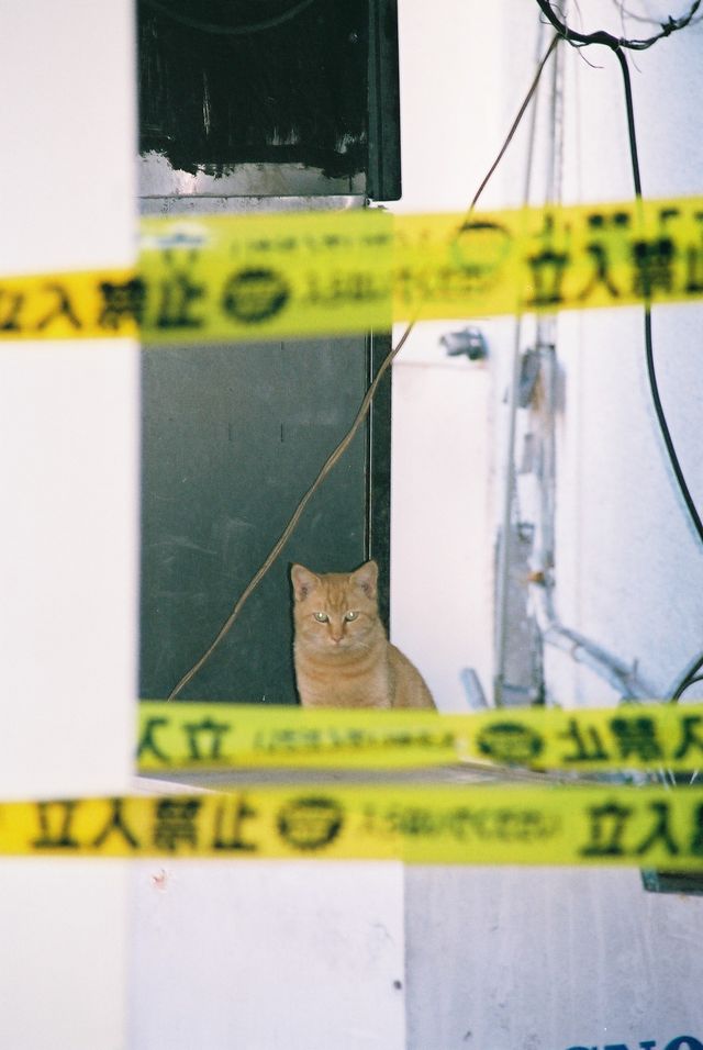 【写真家たちが捉えた瞬間：1】池野詩織 | GENIC編集部 | GENIC｜ジェニック