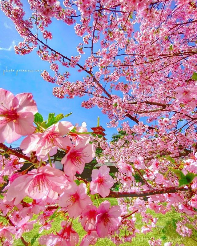 【全国】美しい写真が撮れる、早咲きが嬉しい「河津桜」の名所・花見スポット #GENIC_桜前線＜2023年＞ | GENIC編集部 ...