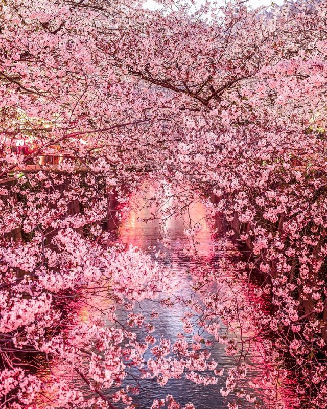 【関東】美しい写真が撮れる「桜」の名所・花見スポット #GENIC_桜前線＜2024年＞ | GENIC編集部 | GENIC｜ジェニック