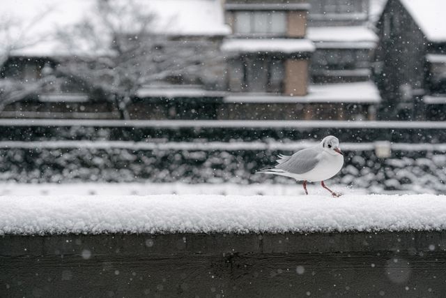 フォトグラファーが伝える地元の冬景色：3】吉岡栄一＜石川・金沢＞ | GENIC編集部 | GENIC｜ジェニック