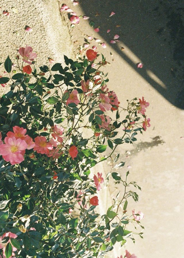 葵の写真展「Ref：Rain」が原宿で開催。花びらが舞う傘を情景のなかに写し出した、5年間の集大成 | GENIC編集部 | GENIC｜ジェニック