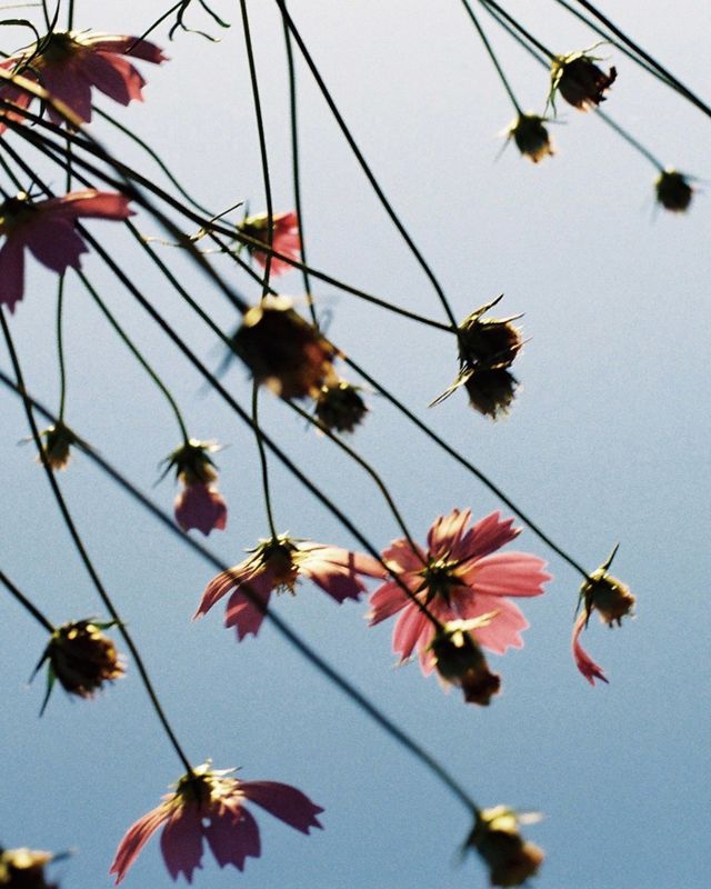 葵の写真展「Ref：Rain」が原宿で開催。花びらが舞う傘を情景のなかに写し出した、5年間の集大成 | GENIC編集部 | GENIC｜ジェニック